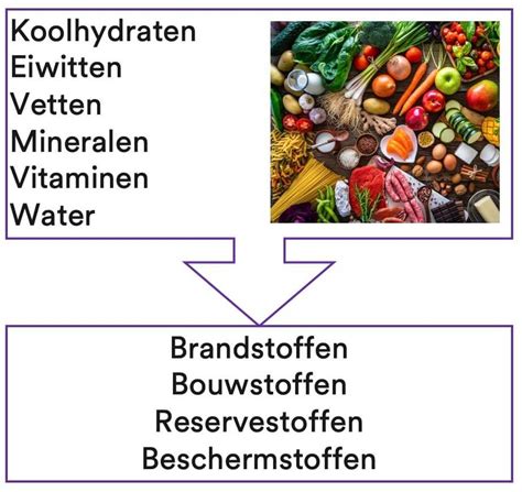 Voedingsmiddelen En Voedingsstoffen Oefenen StudyGo