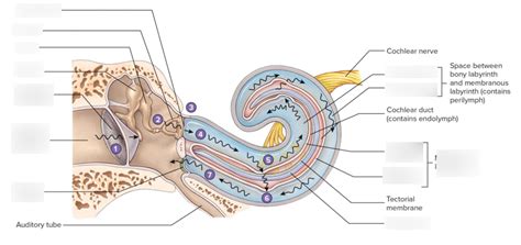 Special Senses Hearing Diagram Quizlet