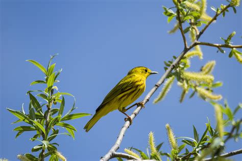 Images Gratuites La Nature Branche Oiseau Fleur Faune Vert Le
