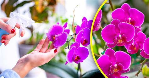 4 engrais naturels pour faire fleurir les orchidées