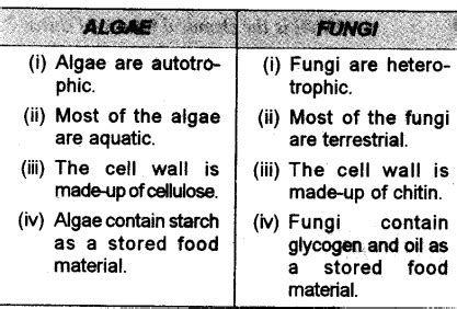 Difference Between Algae And Fungi Read Biology
