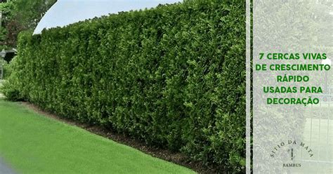 7 Cercas Vivas de Crescimento Rápido Usadas Para Decoração Sítio da Mata