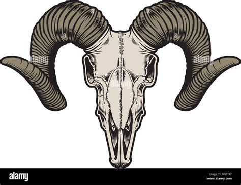 Goat Skull Vector Stock Vector Image Art Alamy