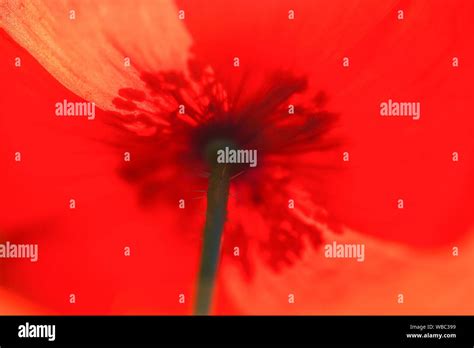 Field Poppy Corn Poppy Flanders Poppy Papaver Rhoeas Flower Seen