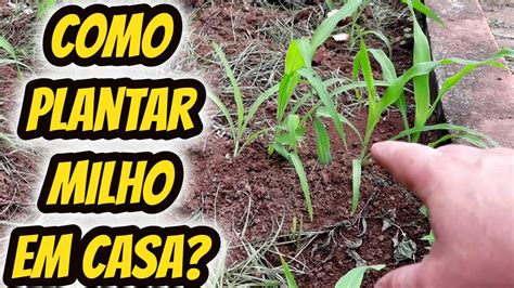 Como plantar milho em sua horta Quintal de forma simples e fácil dica