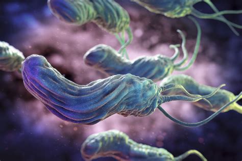 Helicobacter Pylori Infection Overview And More