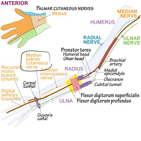 Gross Anatomy Glossary Median Palmar Cutaneous Nerve Ditki Medical