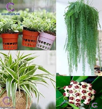 Những mẫu hoa treo giỏ đẹp nhất những loại hoa treo giỏ đẹp tại gia