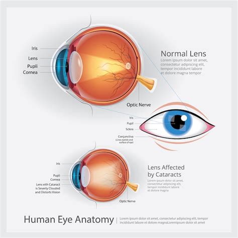 Ilustração de anatomia do olho humano Vetor Premium