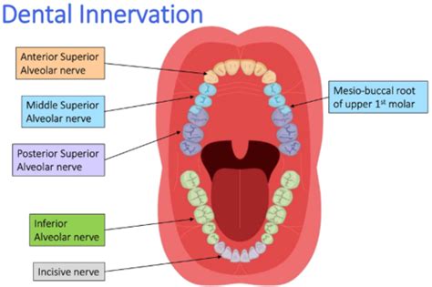 Maxillary Anaesthesia Anatomy And Techniques Flashcards Quizlet