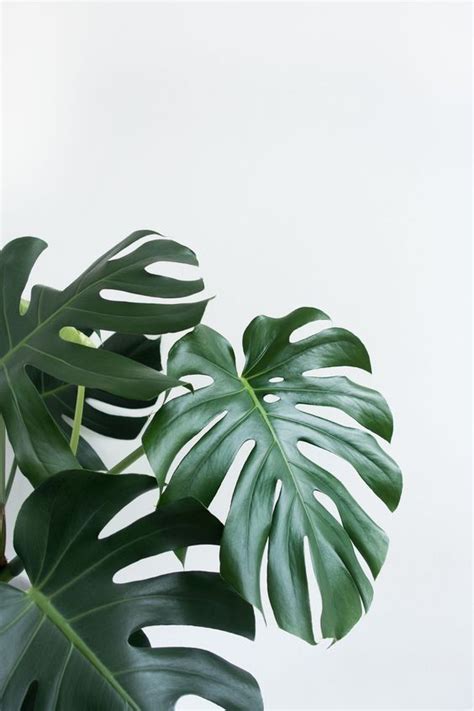 Costela de Adão Veja Tudo Sobre a Planta e 71 Modelos Lindos Fotos
