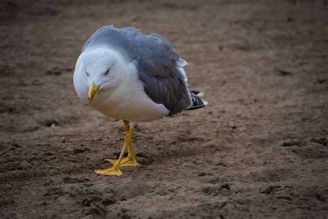 Möwe Vogel Seevögel Larus Kostenloses Foto auf Pixabay