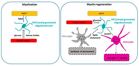 Life Free Full Text Oligodendroglial Energy Metabolism And Re