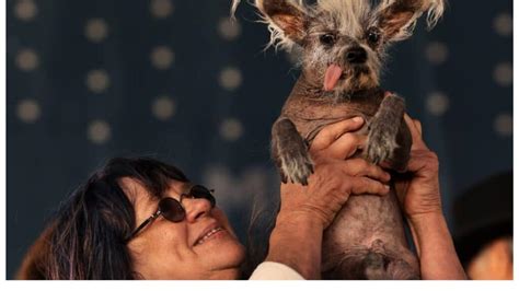 patas ao contrário cachorro vence como o mais feio do mundo Aqui