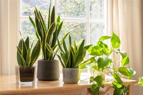 Las Mejores Plantas Purificadoras Del Aire Lovenaturaleza