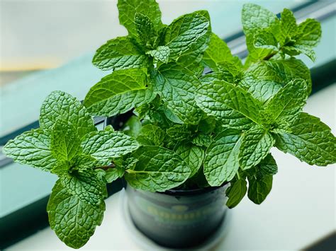 Descubre Los Secretos De Las Plantas Medicinales