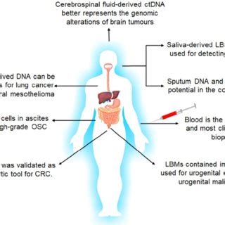 PDF Tumor Circulome In The Liquid Biopsies For Cancer Diagnosis And
