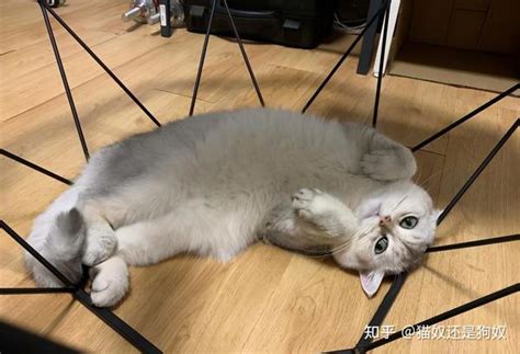 猫咪对你露肚子，不只是喜欢你，很多人还不清楚 知乎