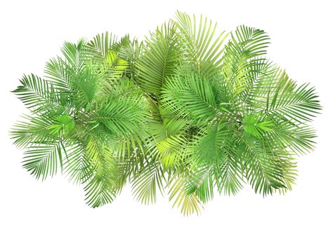 Plants Top View Png