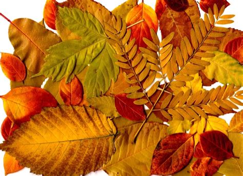 Free Picture Autumn Leaves Collage
