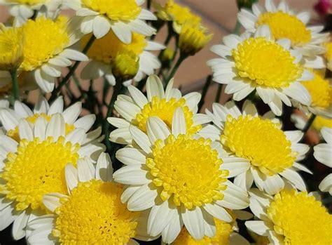 デイジーとマーガレットの違い花や葉開花時期での見分け方のポイントはGreenSnapグリーンスナップ