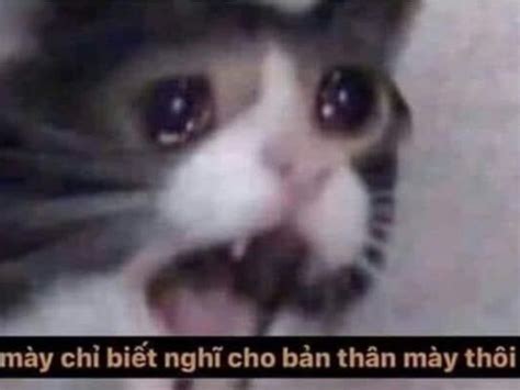 Top 50 ảnh Meme mèo khóc hài hước dễ thương độc đáo Coolmate