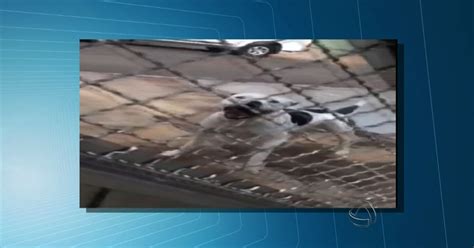 G1 Criança fica ferida ao ser atacada por pit bull em bairro de Campo