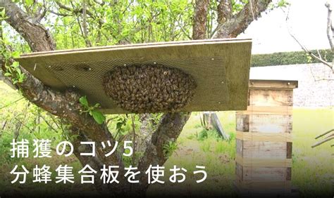 日本ミツバチ分蜂群日本蜜蜂埼玉県東松山市4月中旬分蜂2段引取り限定 valie sports coocan jp