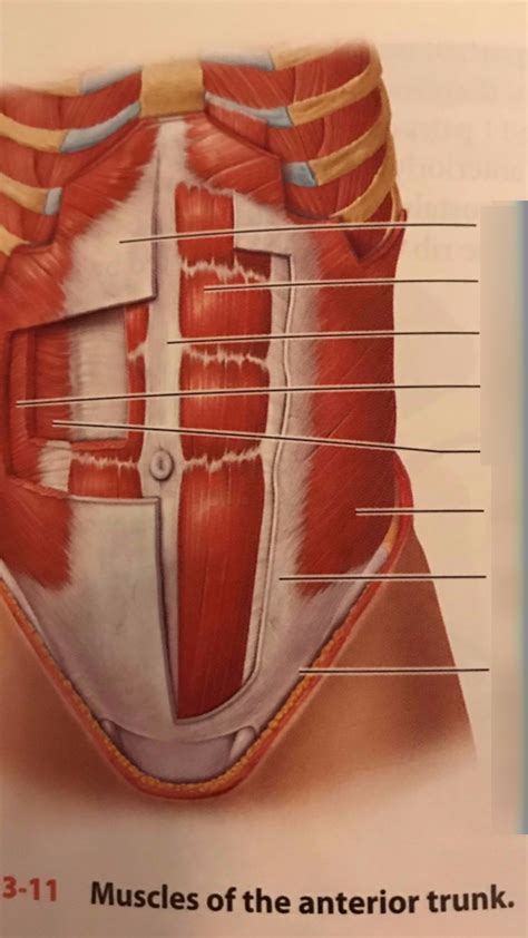 Muscles Of The Abdomen Diagram Quizlet