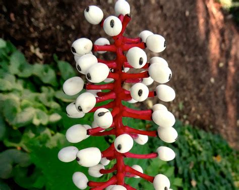World S Most Poisonous Plants