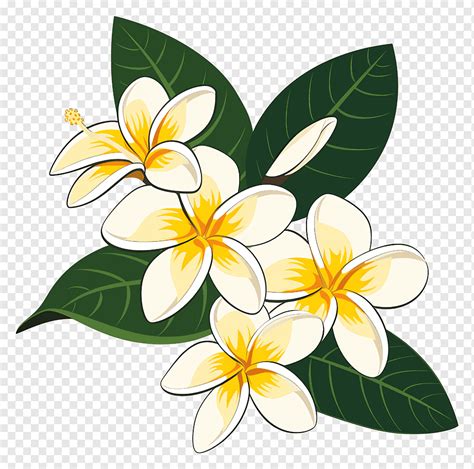 Plumeria Frangipani Flowers Art Png Pngwing
