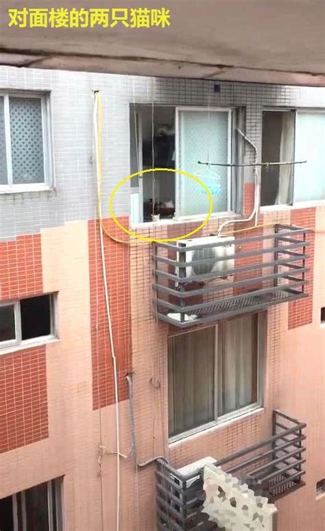 網友燒完一道紅燒魚轉頭看見兩隻饞貓其中一隻讓人笑噴 每日頭條