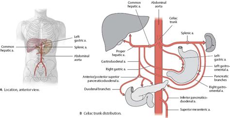 Abdominal Aorta Celiac Trunk