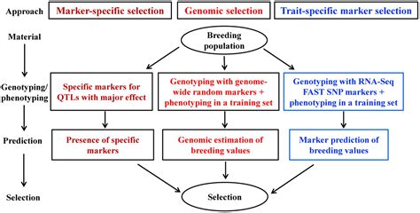frontiers searching for an accurate marker based prediction of an individual quantitative