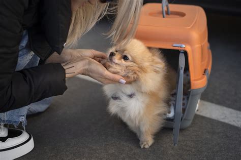 Guía para viajar internacionalmente con tu mascota en bodega Consejos