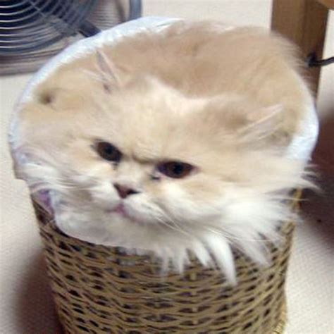 Not Amused Cat Meme