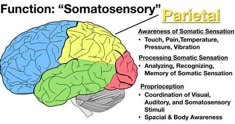 Lobes Of The Brain Cerebral Cortex Anatomy Function Labeled Diagram
