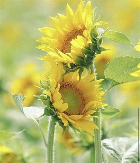 Imagenes chulas aqui Página 751 Farmerama ES