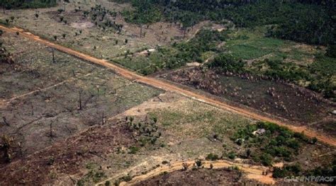 Desmatamento na Amazônia cresce 56 6 nos últimos três anos Edição Norte