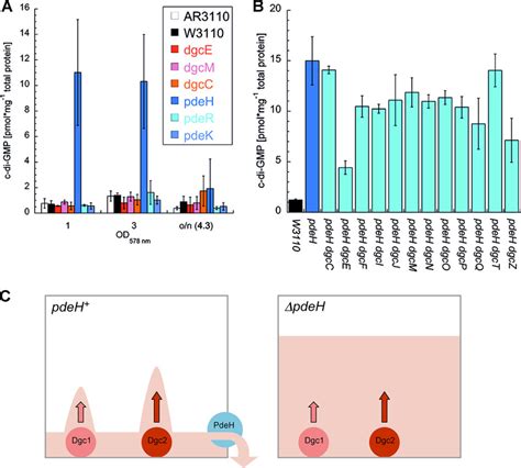 Cellular Levels Of C Di GMP And A Novel Model Of Local C Di GMP
