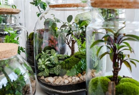 Guía completa de las mejores plantas para decorar un terrario