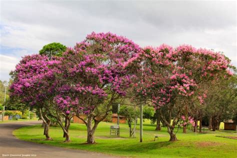 Árvores para sombra de crescimento rápido Central das Plantas