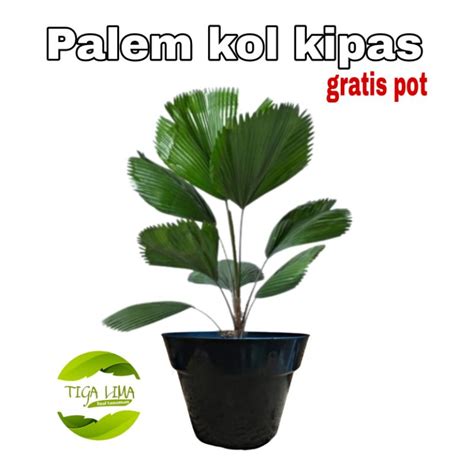 Jual Palem Kol Kipas Pohon Hias Tanaman Palem Kipas Shopee Indonesia