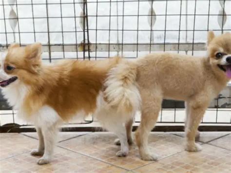 Se Debe Separar A Los Perros Que Quedan