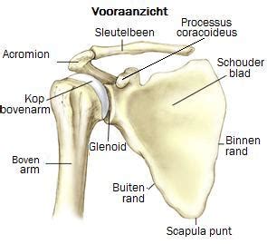 Schouder Anatomie Wikifysio