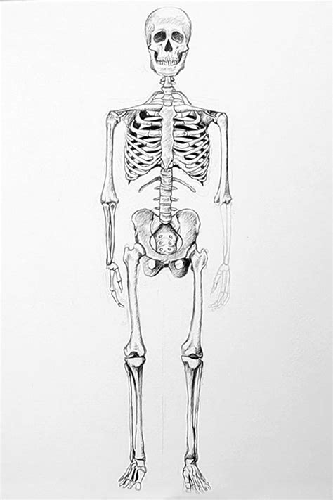 Top 82 Human Skeleton Sketch Seven Edu Vn