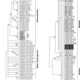 A Maximum Likelihood ML Phylogenetic Trees Depicting The