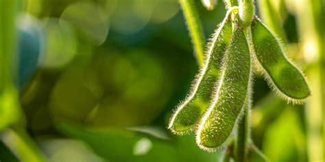 Soybean Description Cultivation Products Facts