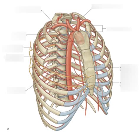 Arterial Supply Of Intercostal Space Diagram Quizlet