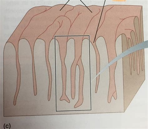 Diagram Of Stomach Wall Diagram Quizlet
